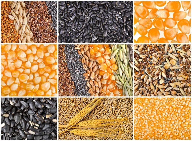depositphotos_21251025-stock-photo-collage-texture-of-cereal-grains ...
