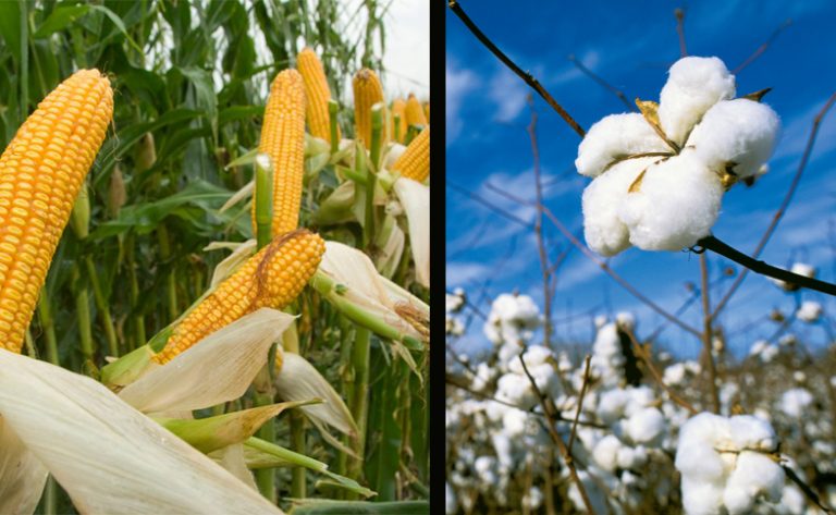 USDA Data Shows Big Shift Upward Over Last Decade in Corn and Cotton ...